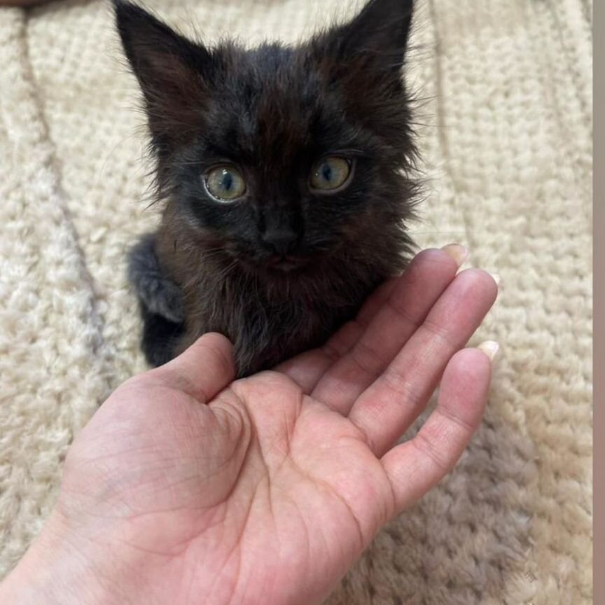 Котенок