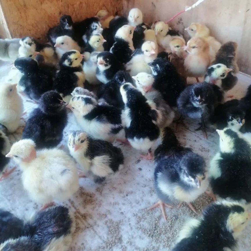 Цыплята суточные несушки