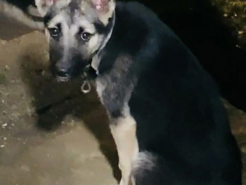 Восточноевропейская овчарка