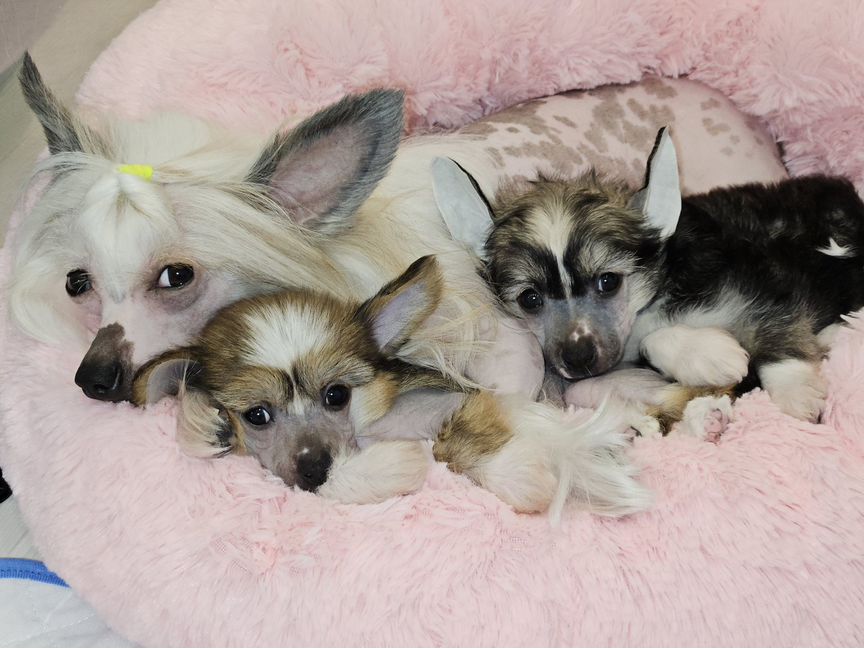 Китайская хохлатая мини, девочка