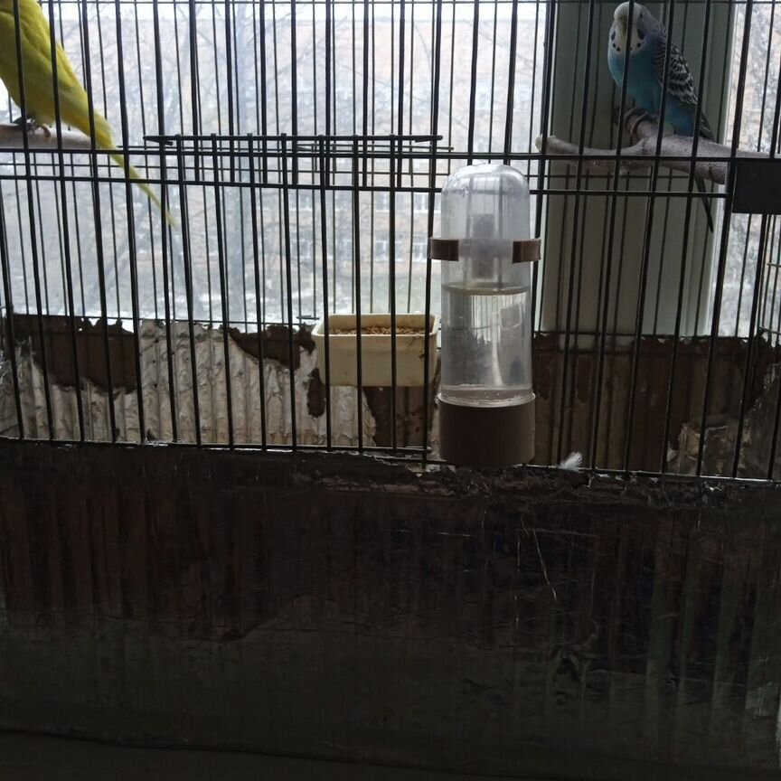 Состоявшаяся пара 1,5года. С клеткой