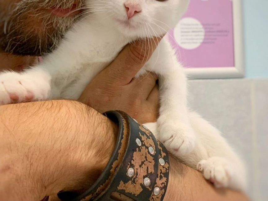 Котенок Агнес