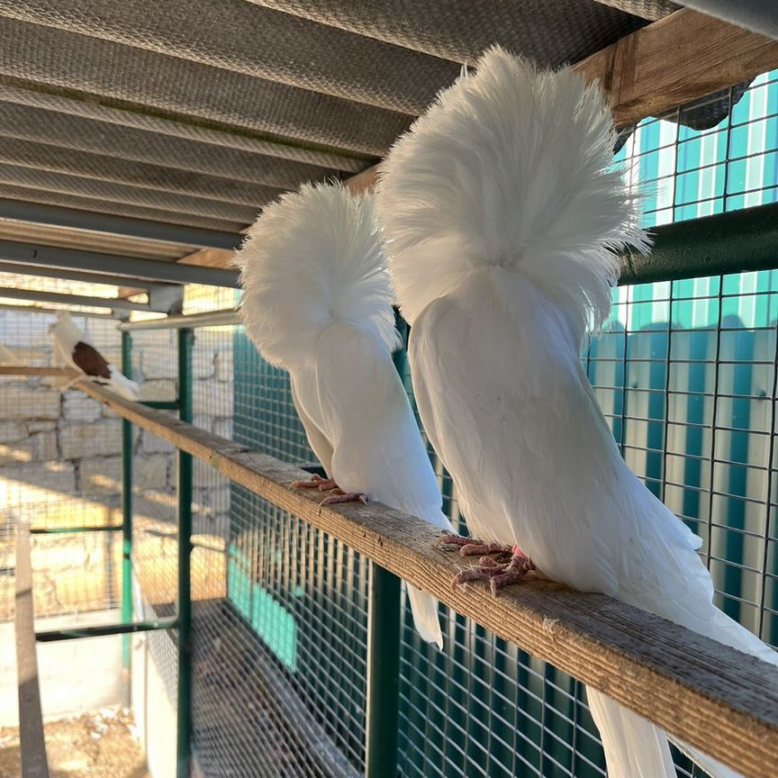 Голуби якобины