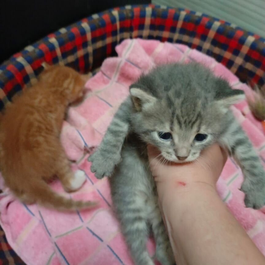 Котята в добрые руки