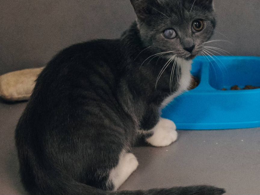 Серый гладкошёрстный котенок Сайго