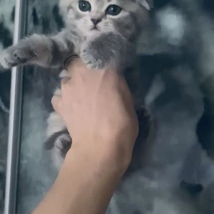 Шотландский вислоухий короткошёрстный котёнок