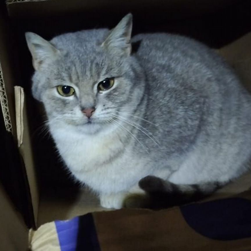 Кошечке очень нужен дом