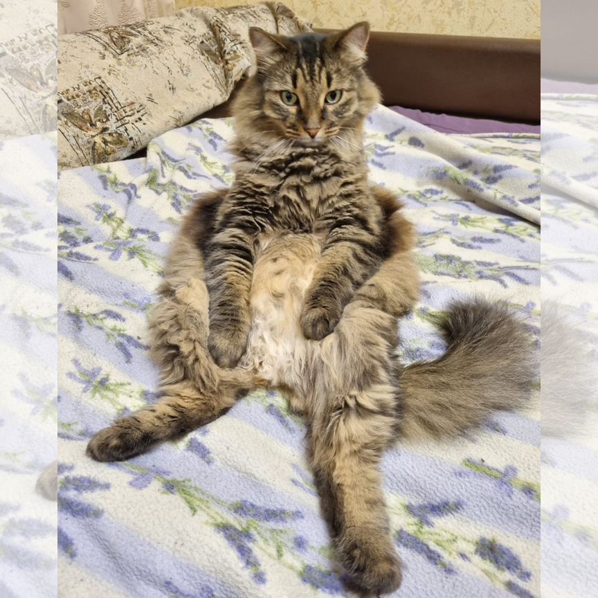 Сибирский кот, взрослый