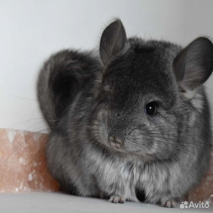 Шиншилла девочка