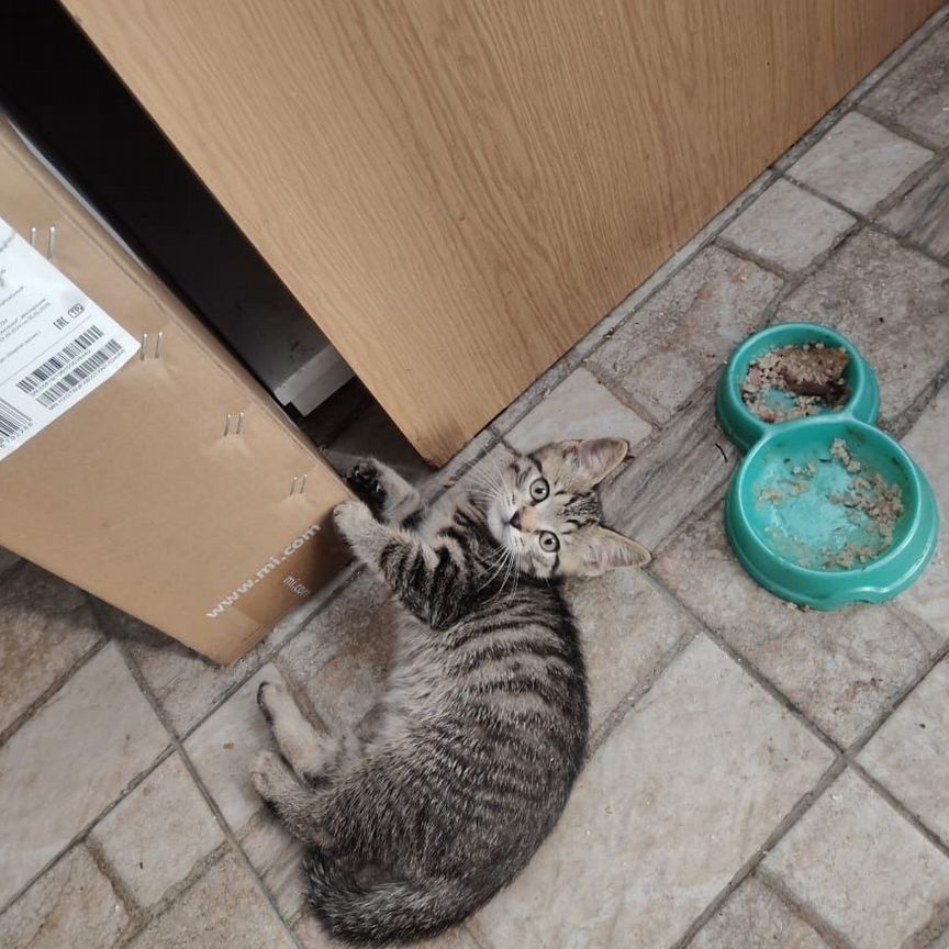 Котята в добрые руки