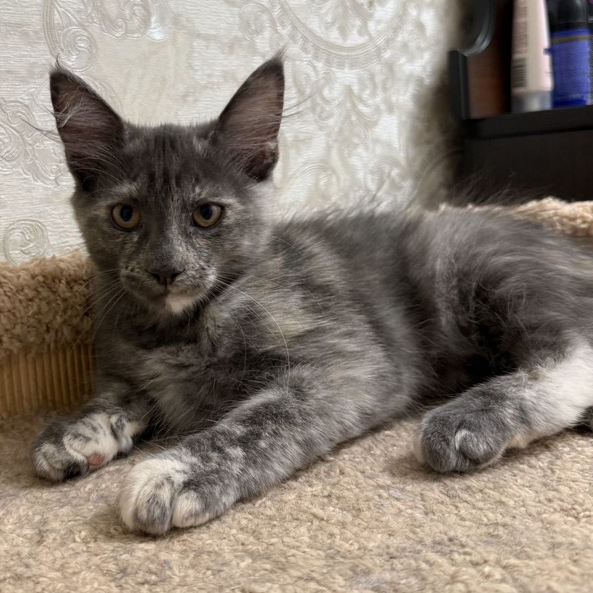 Мейн-кун котёнок