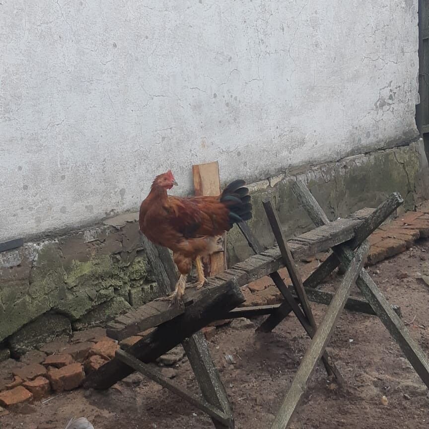 Петушки 4 мес