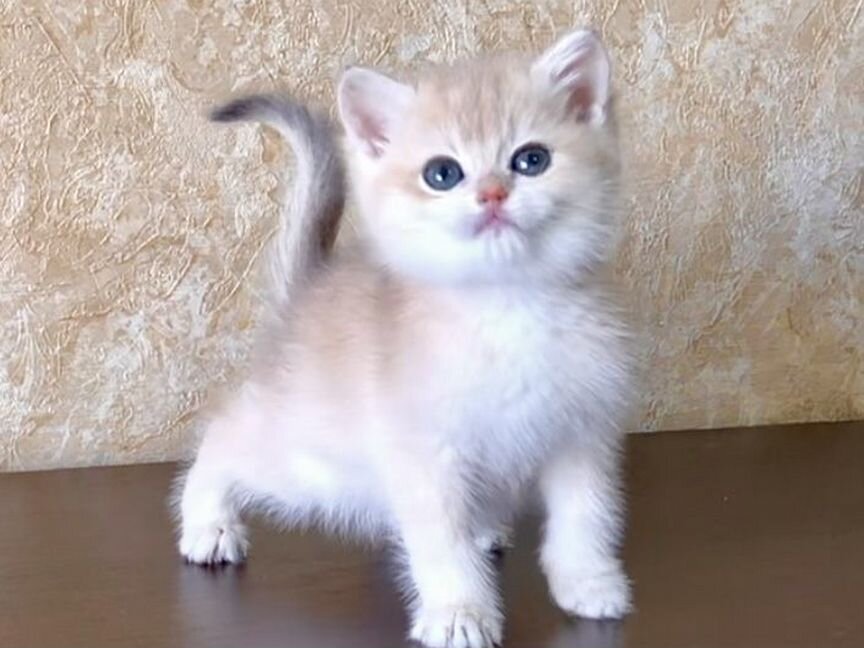 Котенок золотая шиншилла голубое золото