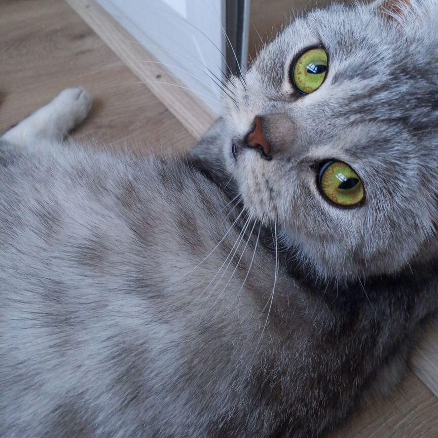 Шотландский прямоухий длинношёрстный, взрослый кот