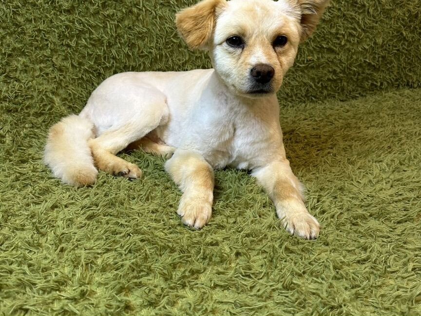 Собака в добрые руки