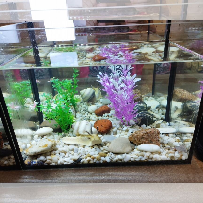 Аквариум 10 литров с лягушками