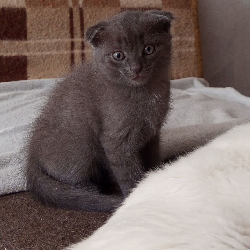 Отдам котят