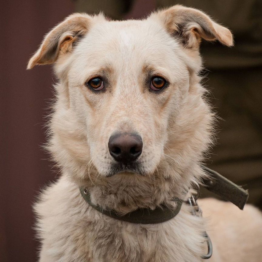 Взрослая собака в добрые руки