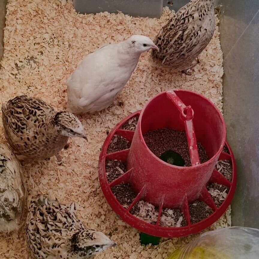 Перепелки несушки