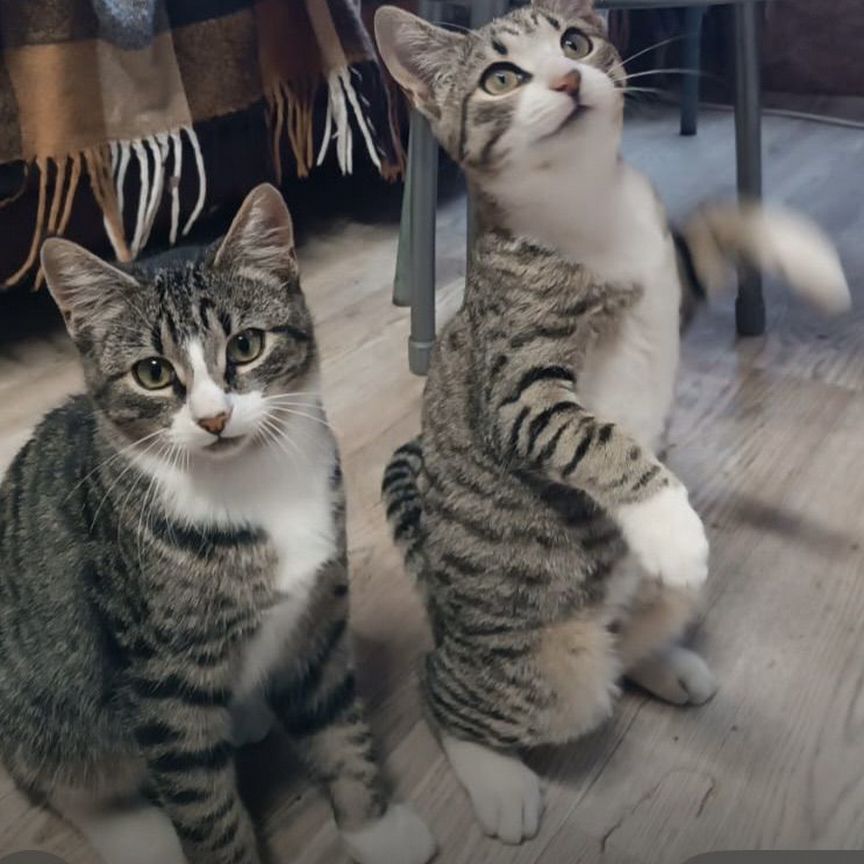 Взрослая кошка в добрые руки