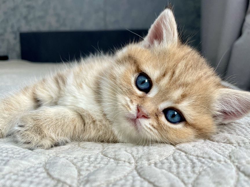 Котята Британской золотой шиншиллы