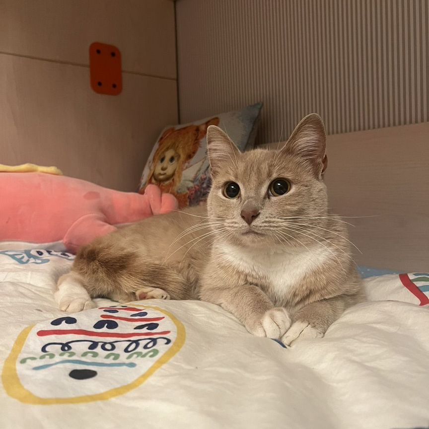 Кошка Лисичка