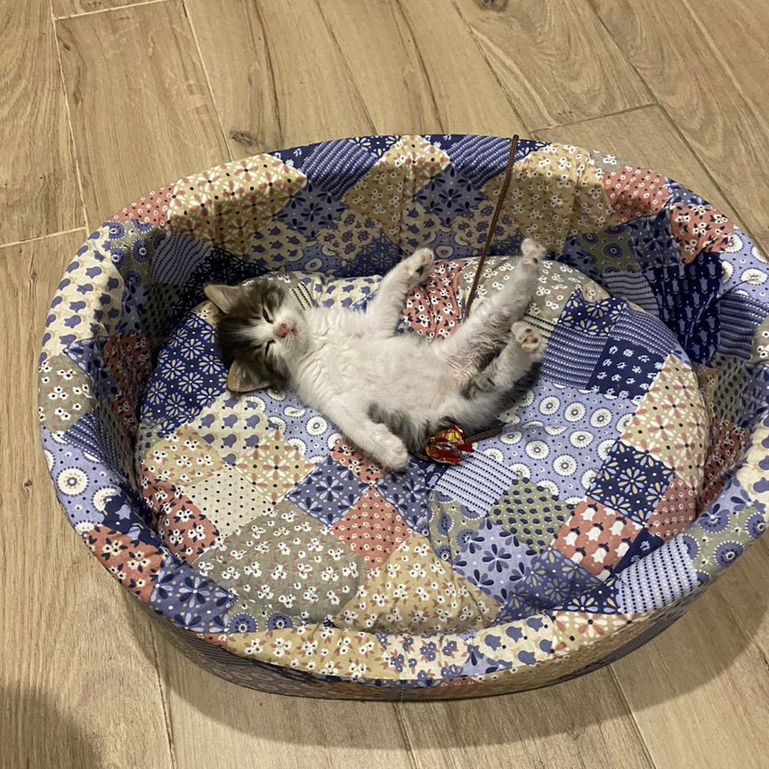 Котёнок