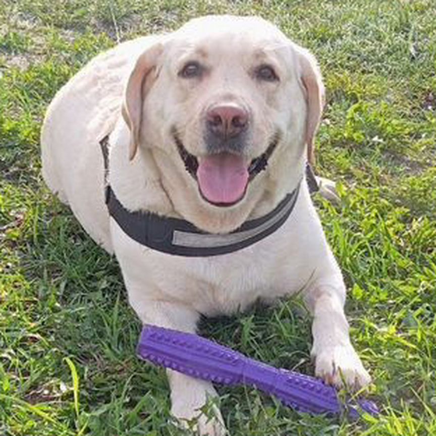 Лабрадор-ретривер, взрослая собака