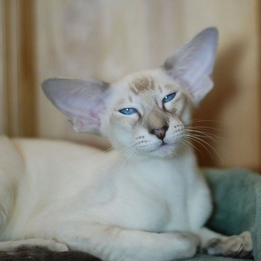 Ориентальный котенок