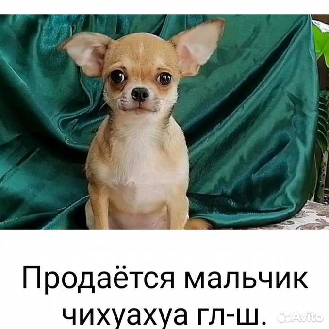 Щенок чихуахуа. мальчик гл-ш