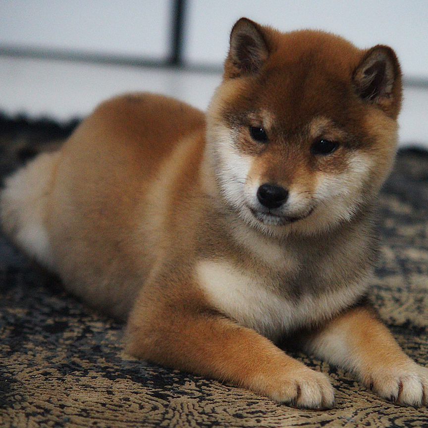 Сиба-ину, щенок