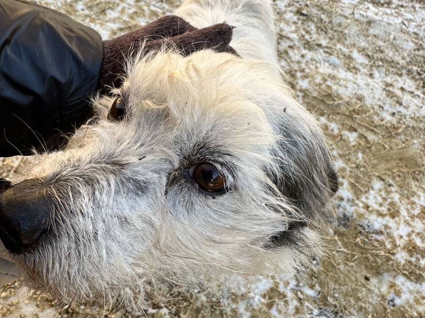 Собака в добрые руки