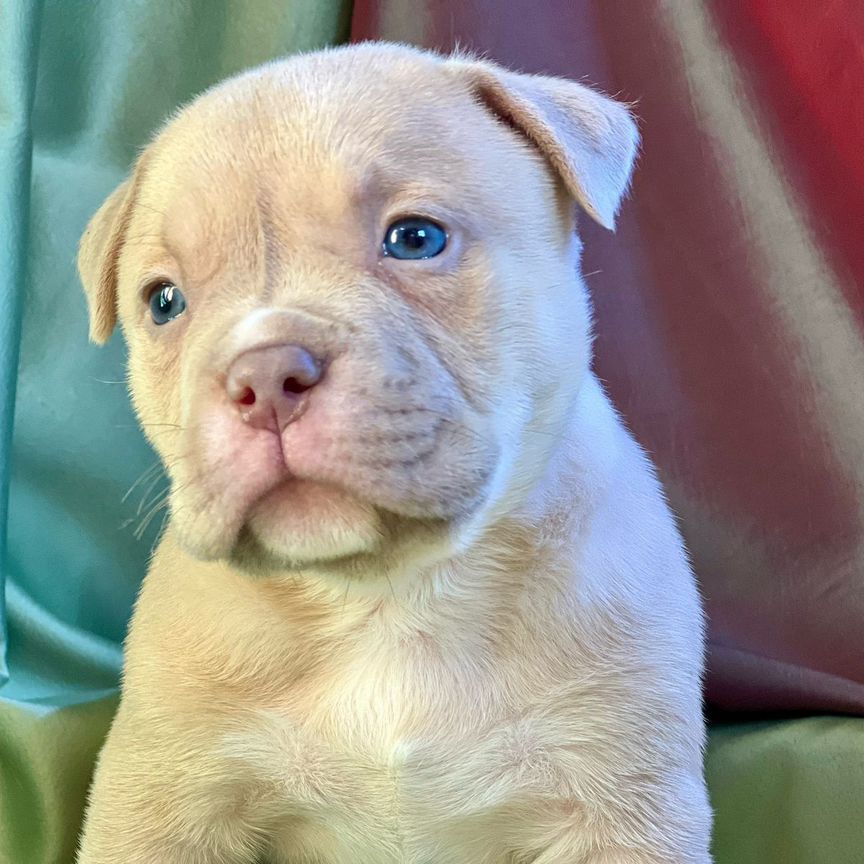 Американский булли