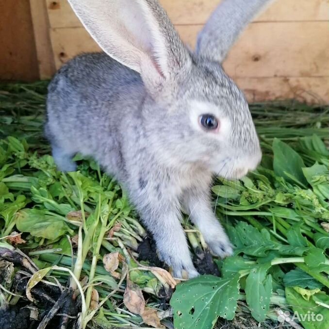 Кролики серый великан