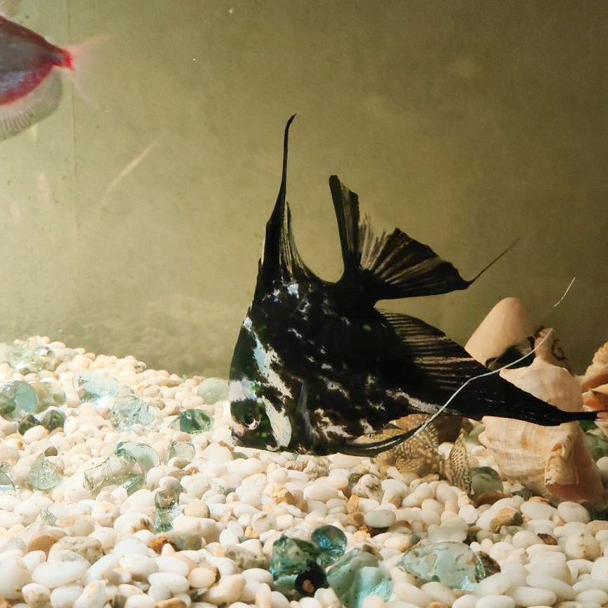 Скалярия самец