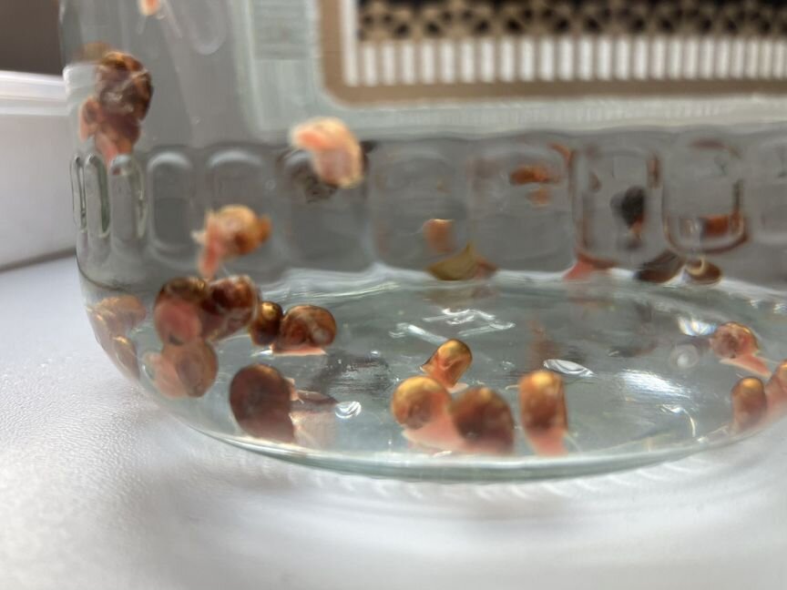 Улитки аквариумные бесплатно