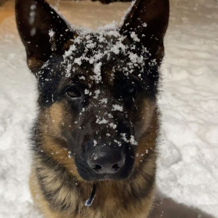 Немецкая овчарка, взрослый пёс