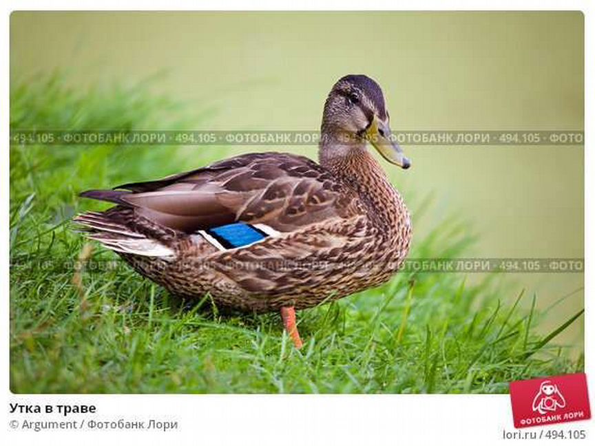 Дикая утка кряква