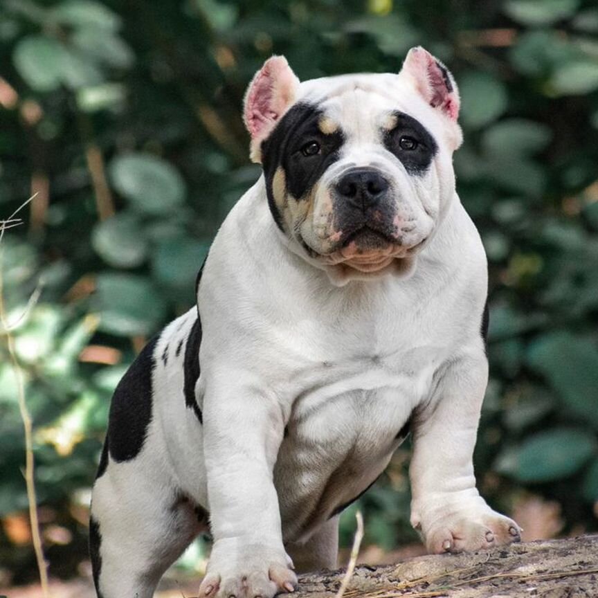 Щенок Американский булли