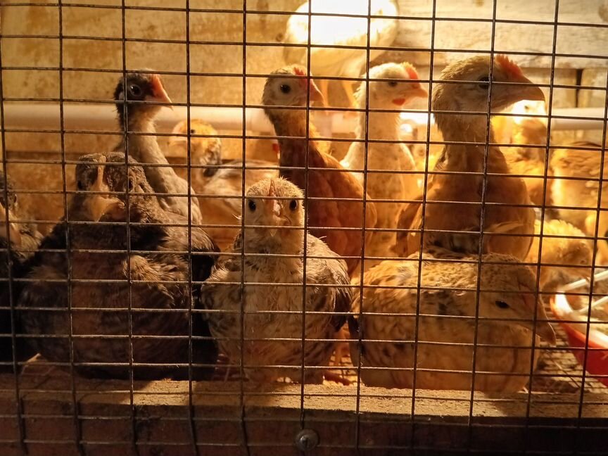 Продам цыплят