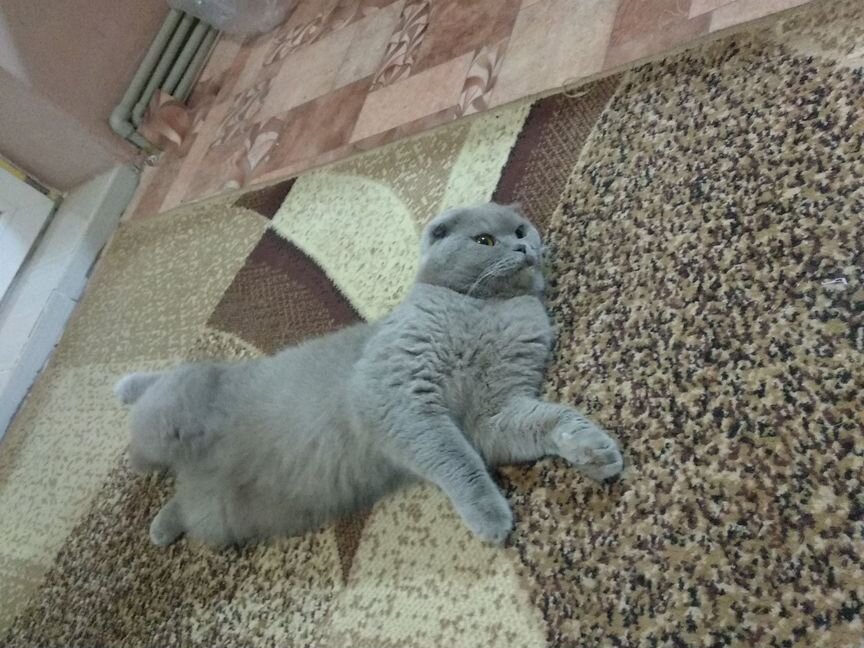 Ищем кота для вязки прямоухий британец