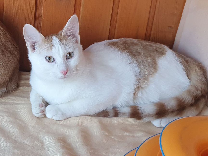 Солнечный котёнок, мальчик