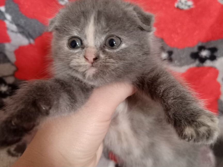 Шотландская вислоухая