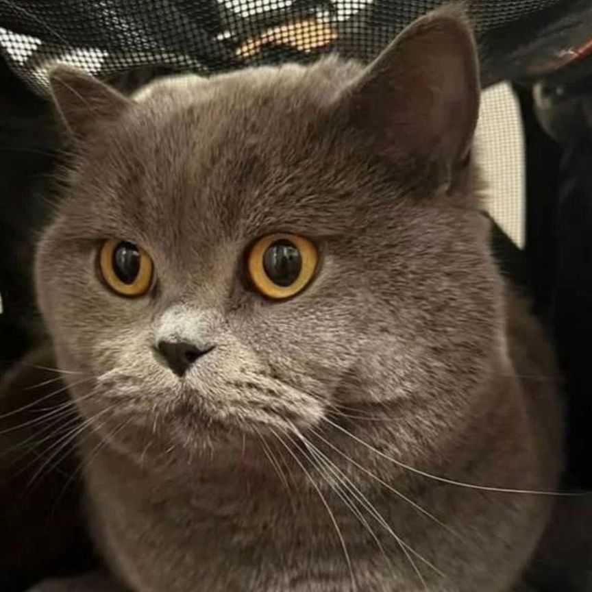 Британская кошка