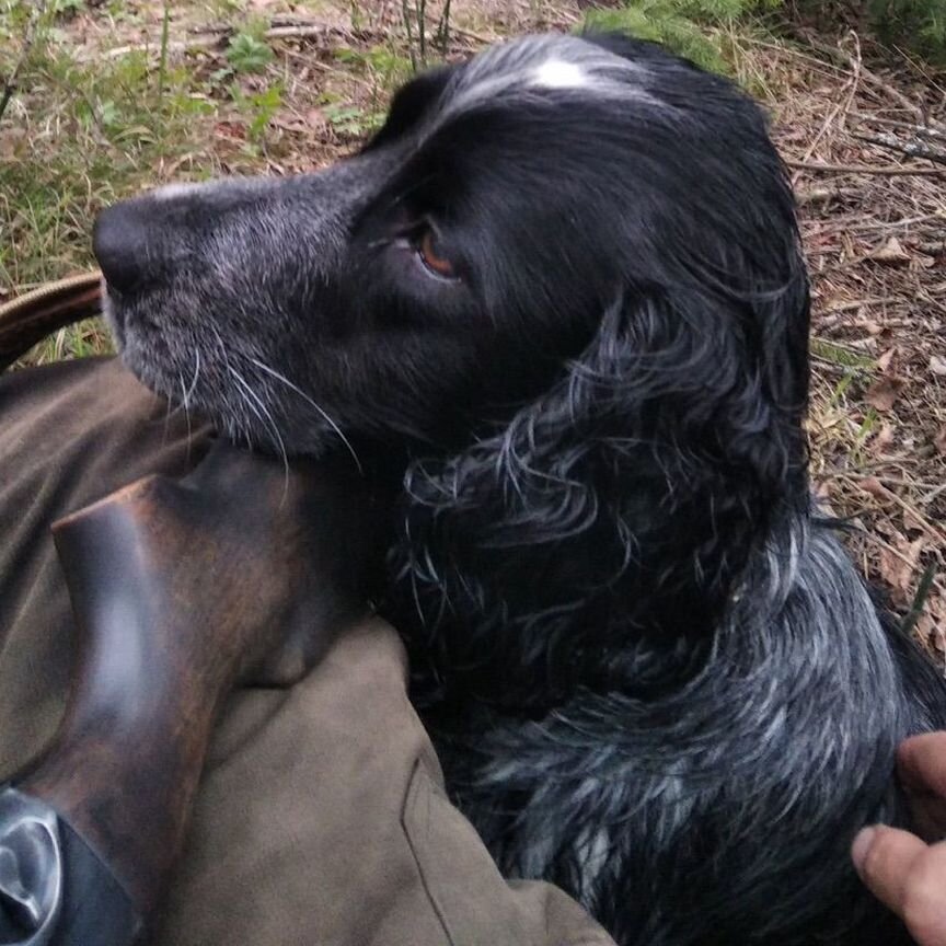 Русский спаниель вязка