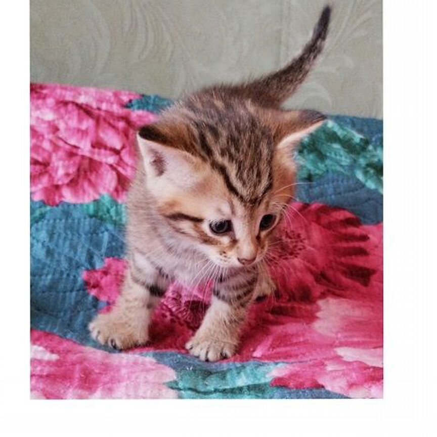 Котята в добрые руки бесплатно мальчики г. Пермь