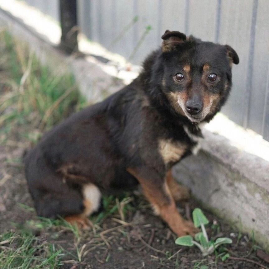 Маленькая собака со сломанной челюстью ищет дом