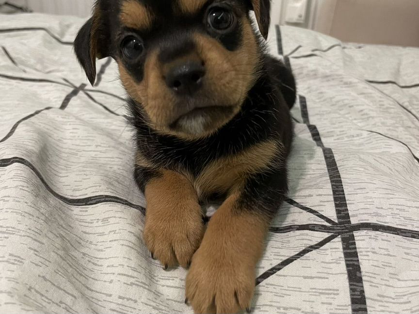 Щенок джек рассел