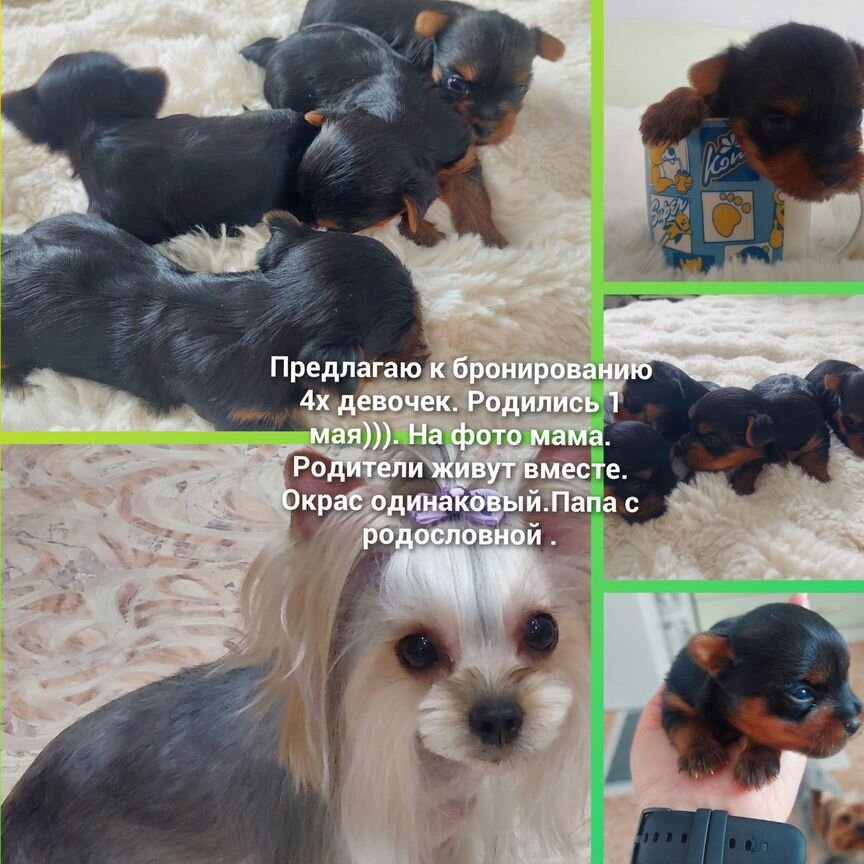 Йоркширский терьер, щенок