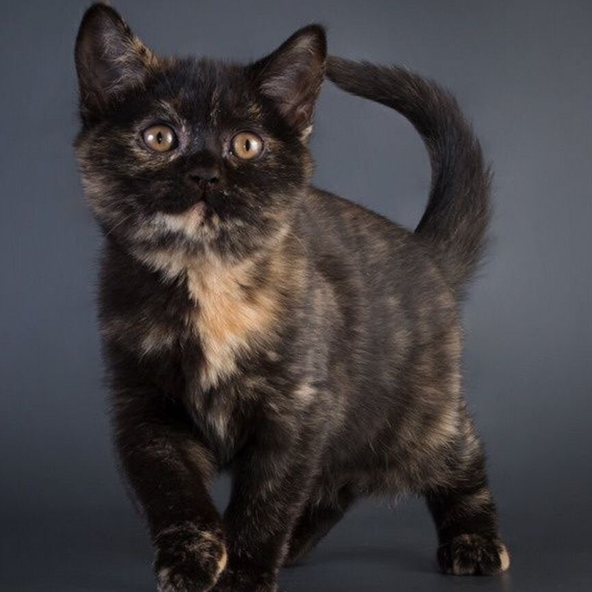 Европейский короткошёрстный котёнок